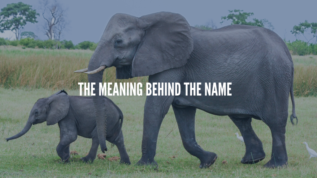 The Meaning behind Tembo CPAs - Tembo CPAs